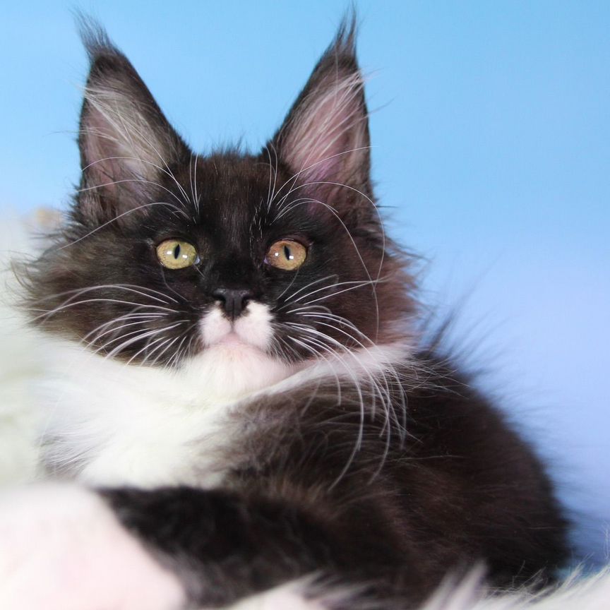 Мейн-кун котёнок