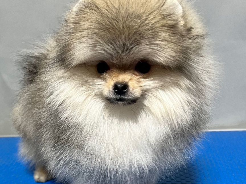 Померанский шпиц мальчик красавчик