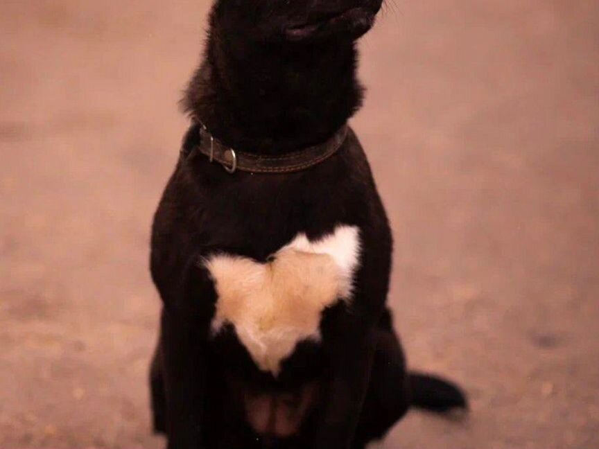 Собака в добрые руки