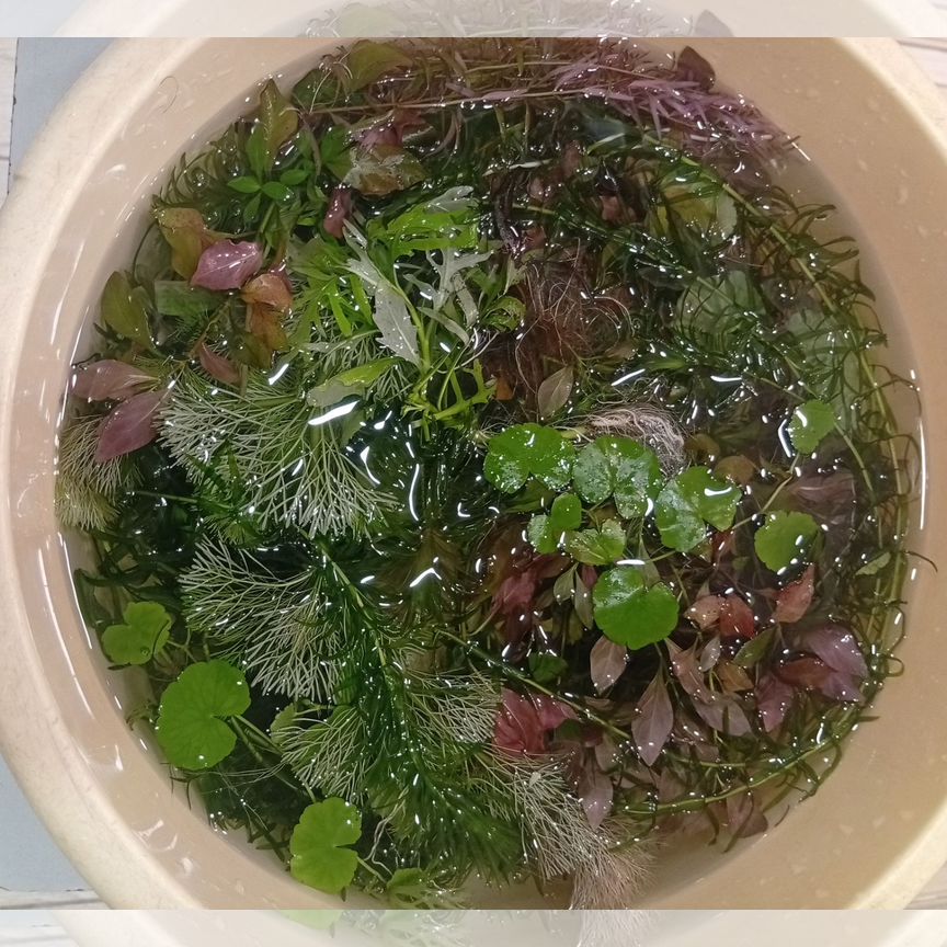 Аквариумные растения прополка