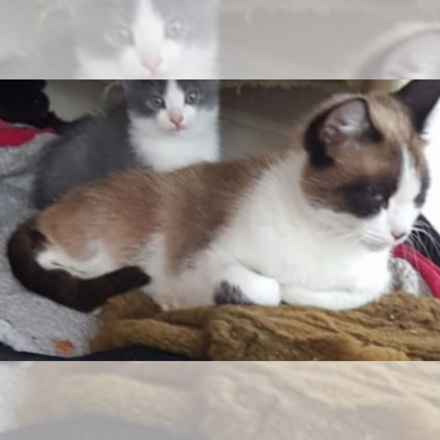 Сноу-Шу, взрослая кошка