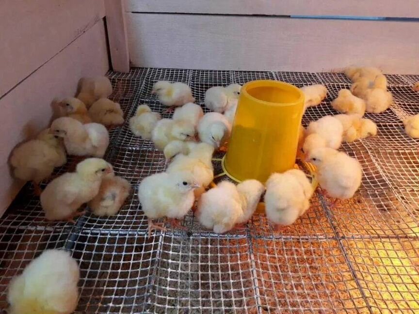 Цыплята бройлеры суточные