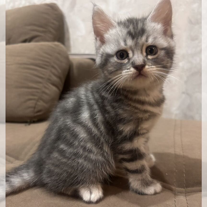 Котенок в добрые руки