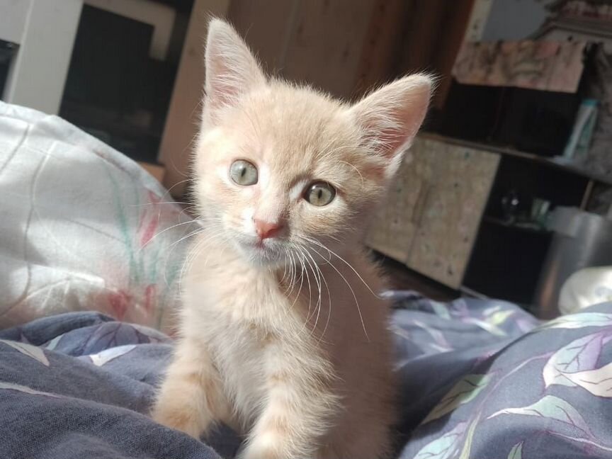 Котенок в добрые руки мальчик