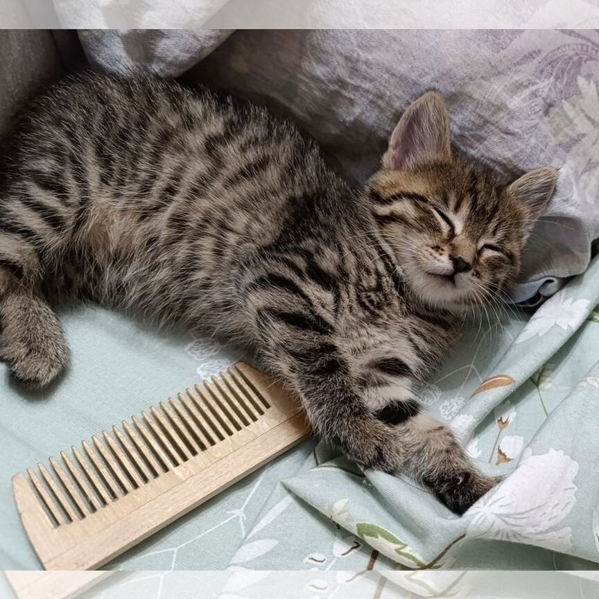 Котёнок в добрые руки