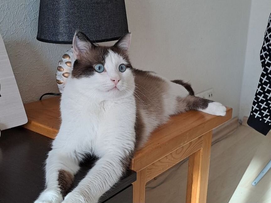 Котята в добрые руки бесплатно мальчик