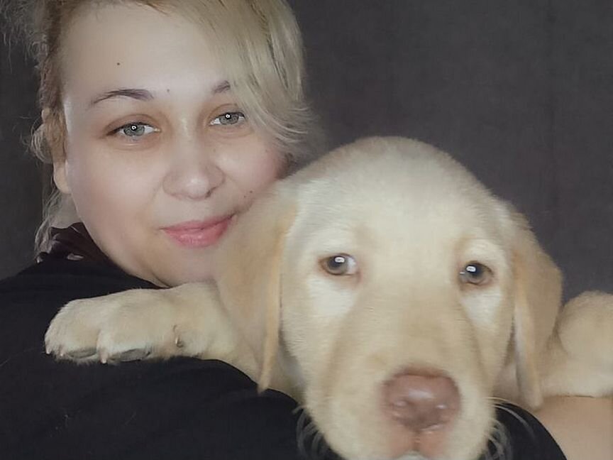 Лабрадор на продажу