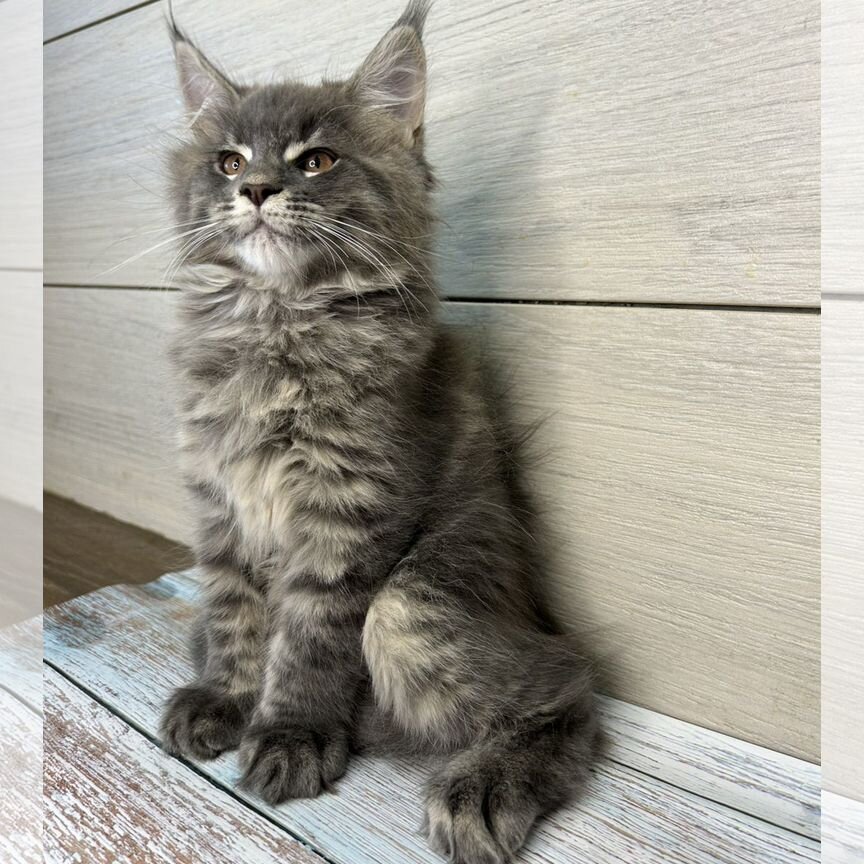 Котята мейн-кун