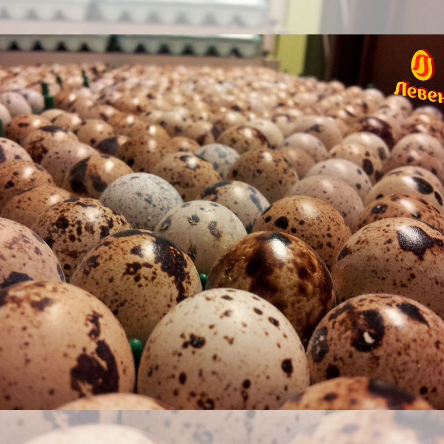 Инкубационное яйцо перепелов, высокое качество от кфх