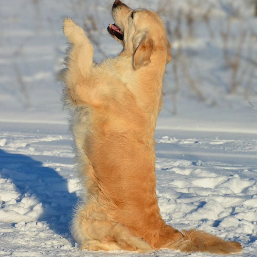 Шикарные щенки золотистого ретривера