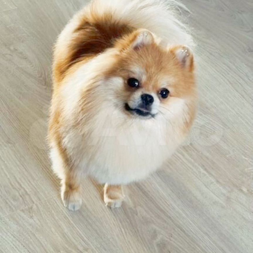 Померанский шпиц