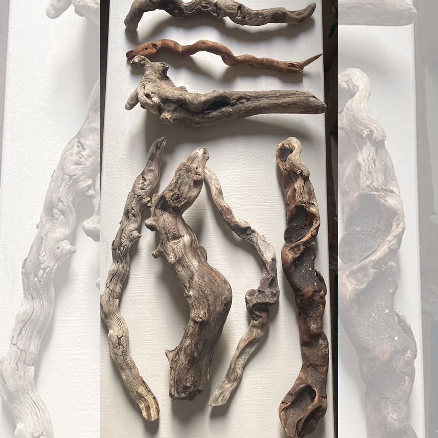 Дрифтвуд коряги морские