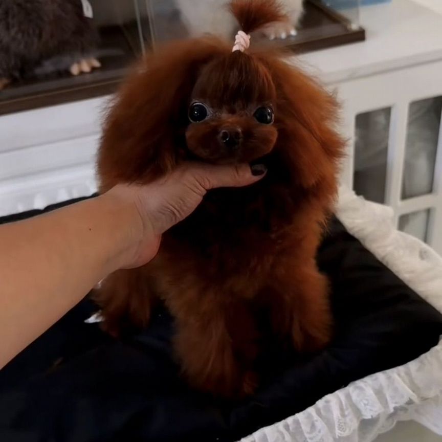 Той-пудель, взрослый пёс