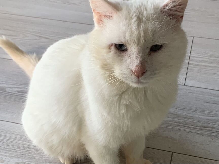 Котик с гетерохромией в хорошие руки