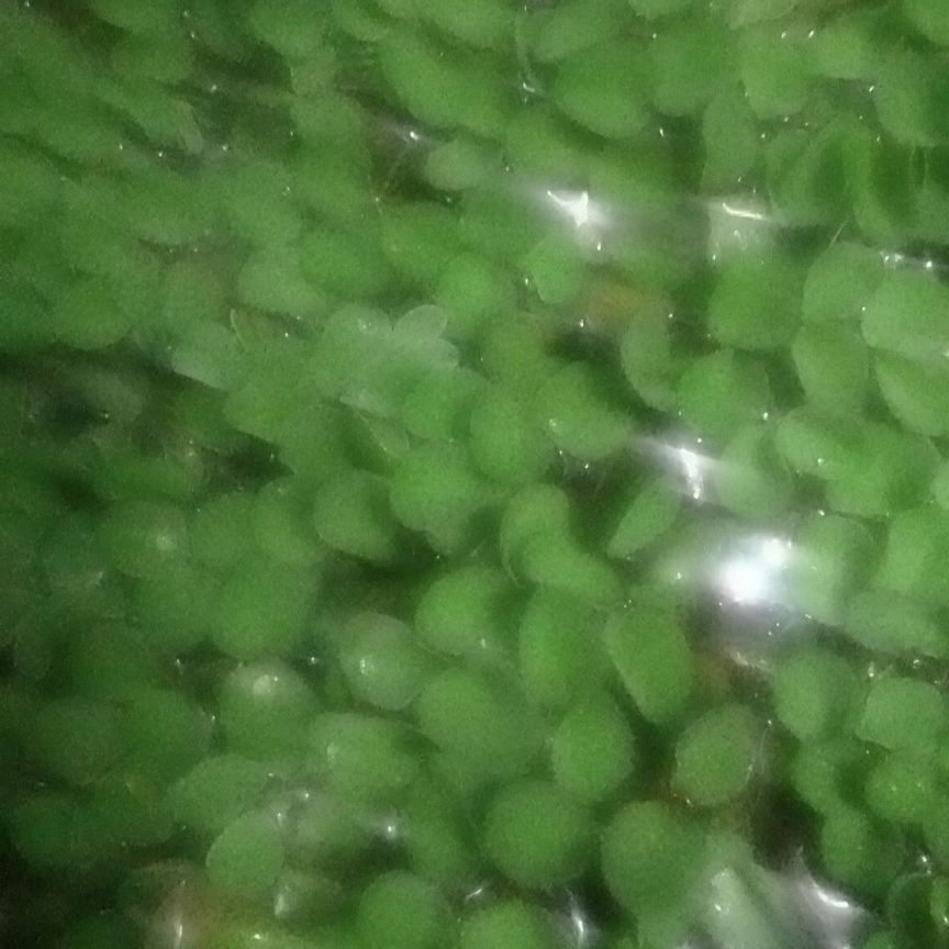 Аквариумные растения, уксусная угрица