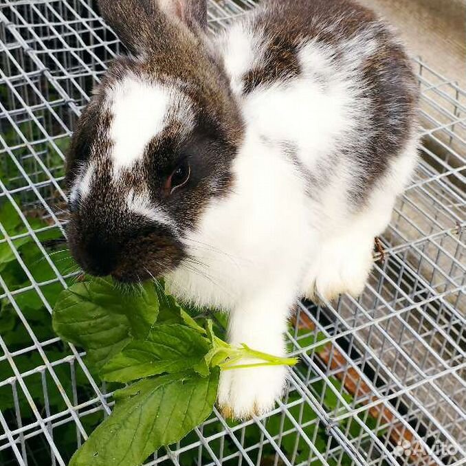 Кролики французский баран