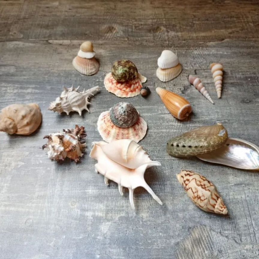 Морские ракушки набор