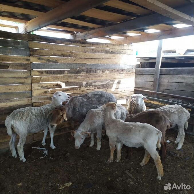 Продам барашков, ярок живым весом