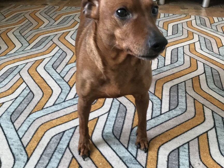 Карликовый пинчер цена