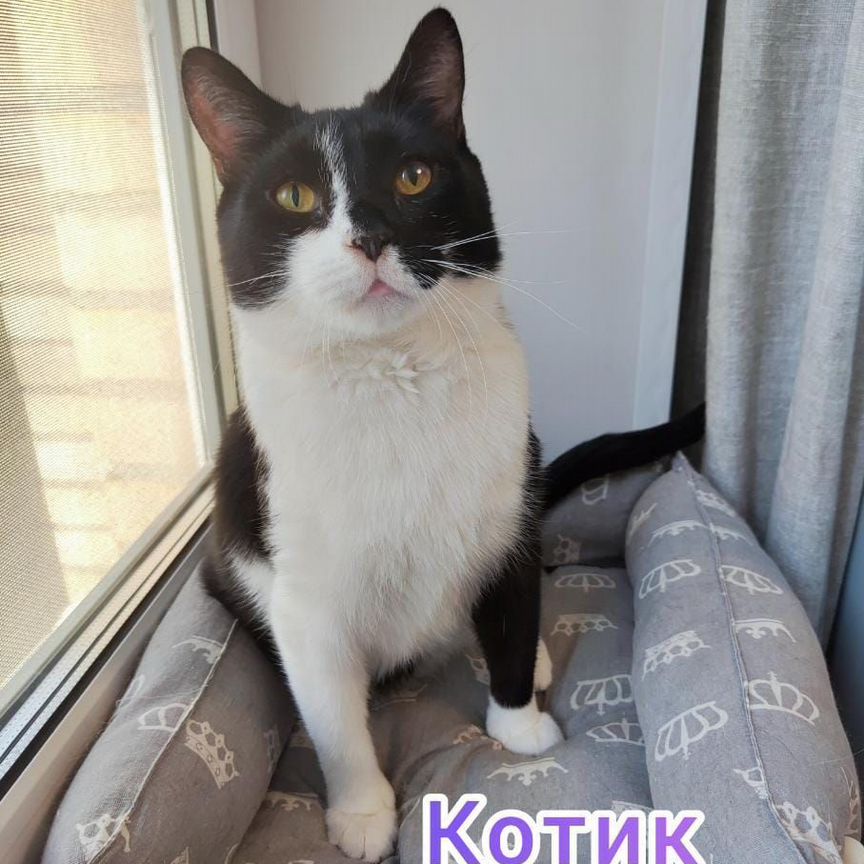 Котёнок в добрые руки