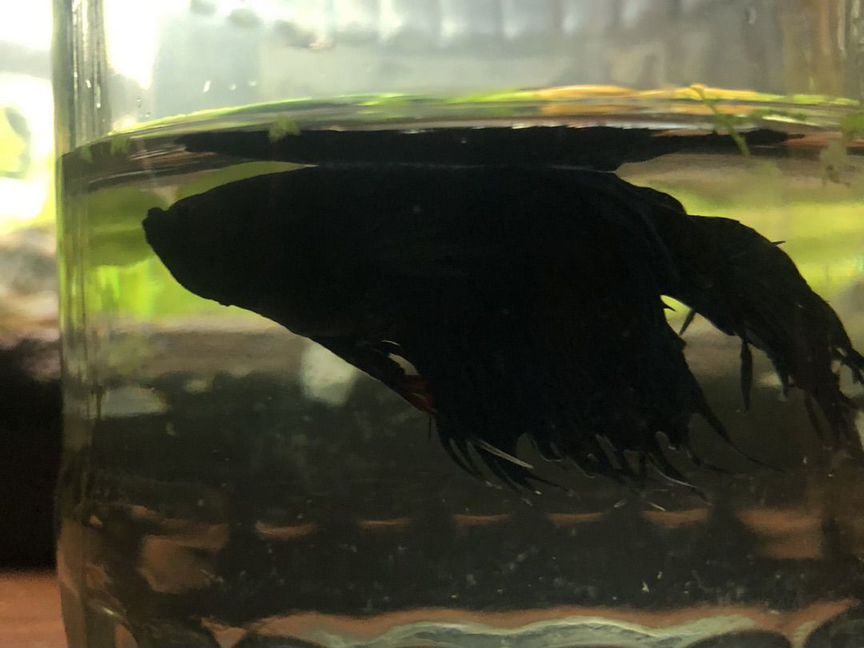 Рыбка синий петушок