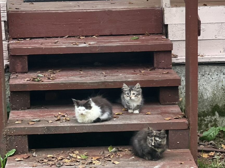 Котенок