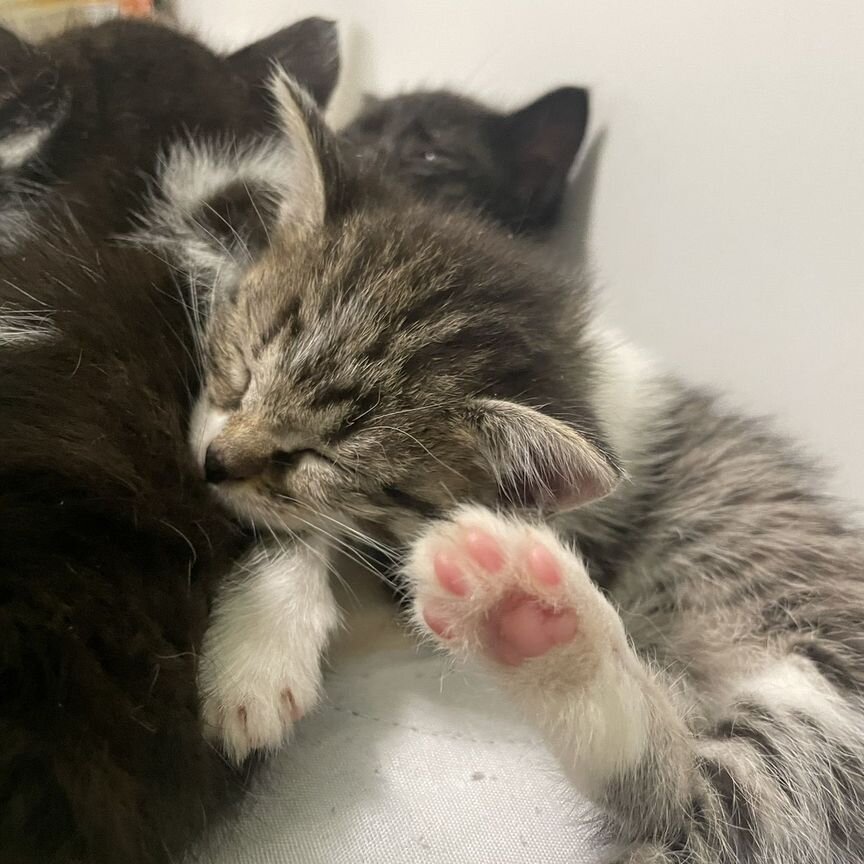 Котята в добрые руки