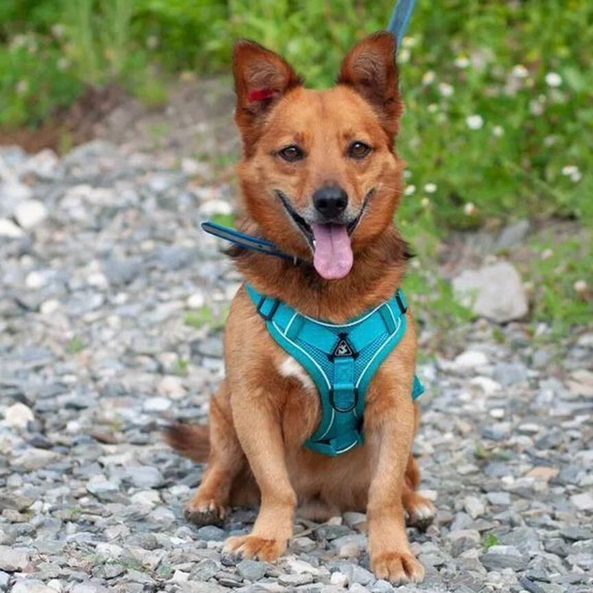 Взрослый пёс в добрые руки