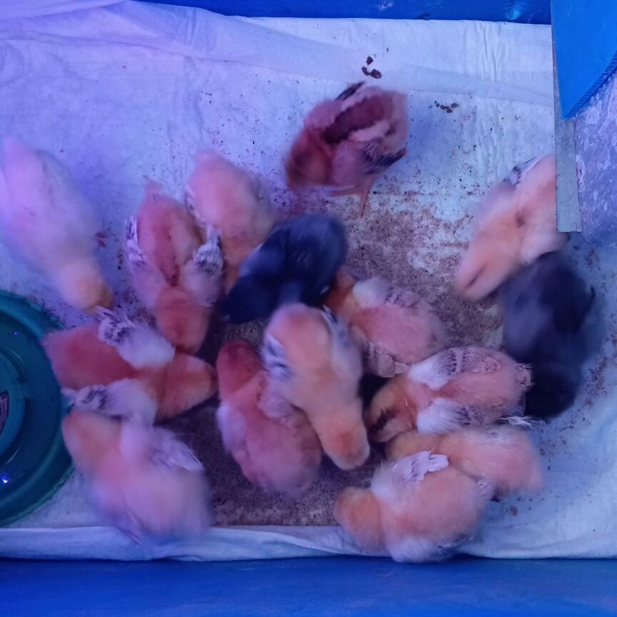 Цыплята несушки