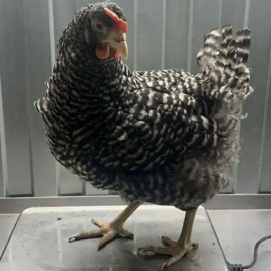 Несушки доминант куры на яйце