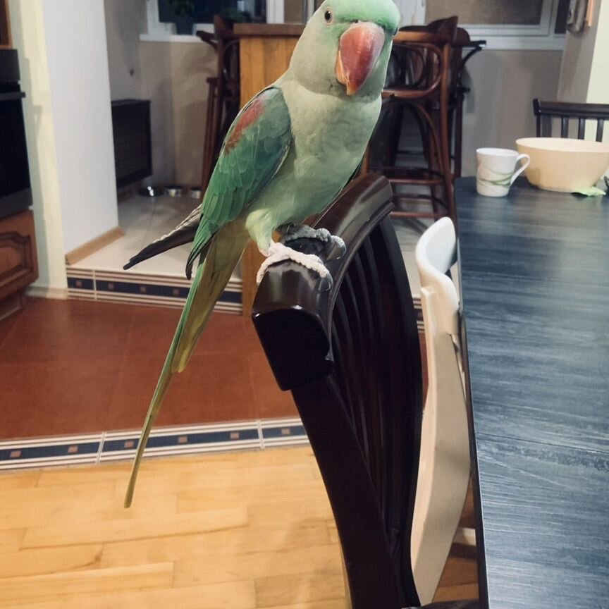 Александрийский попугай