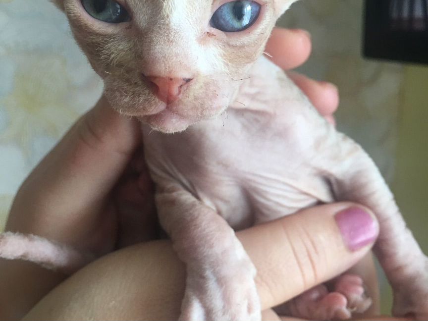 Донской сфинкс