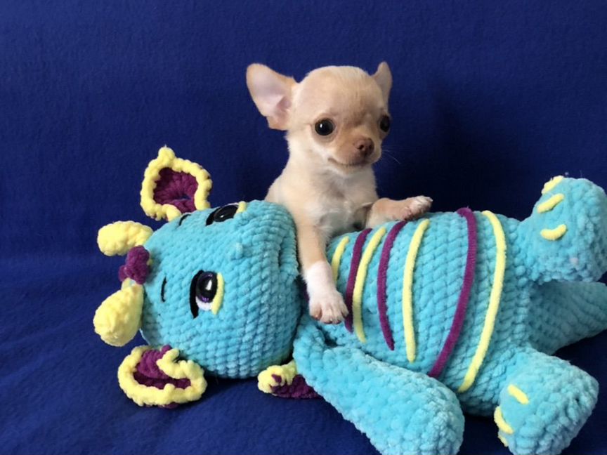 Мини парень чихуахуа