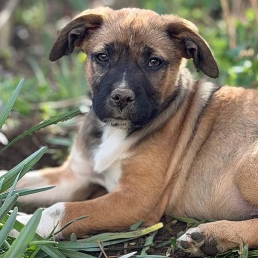 Щенок в добрые руки