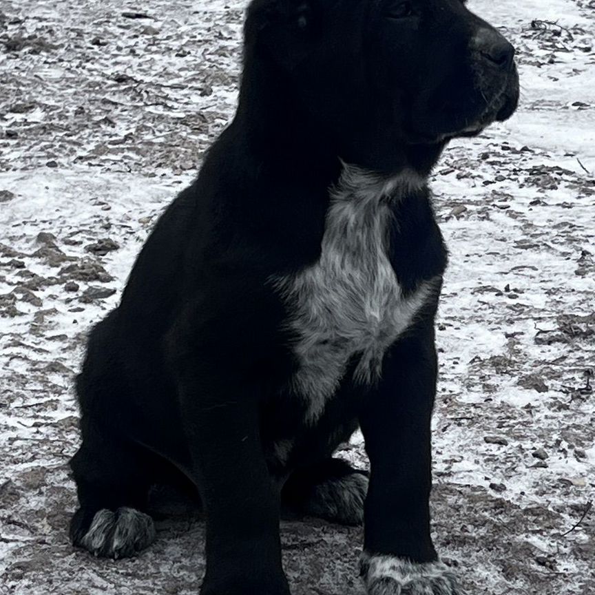 Среднеазиатская овчарка алабай щенки сао