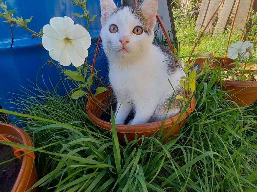 Котята в дар бесплатно