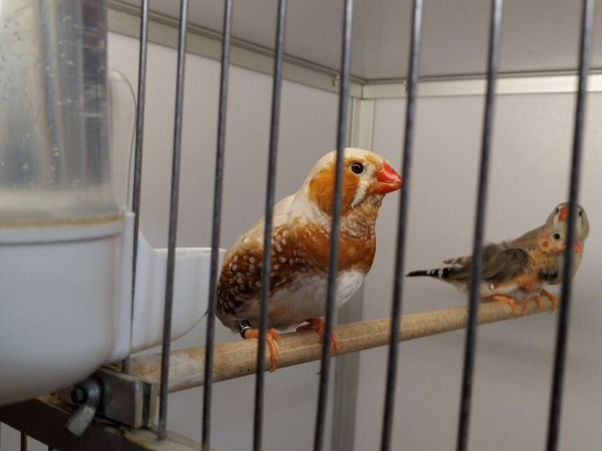 Зебровые амадины