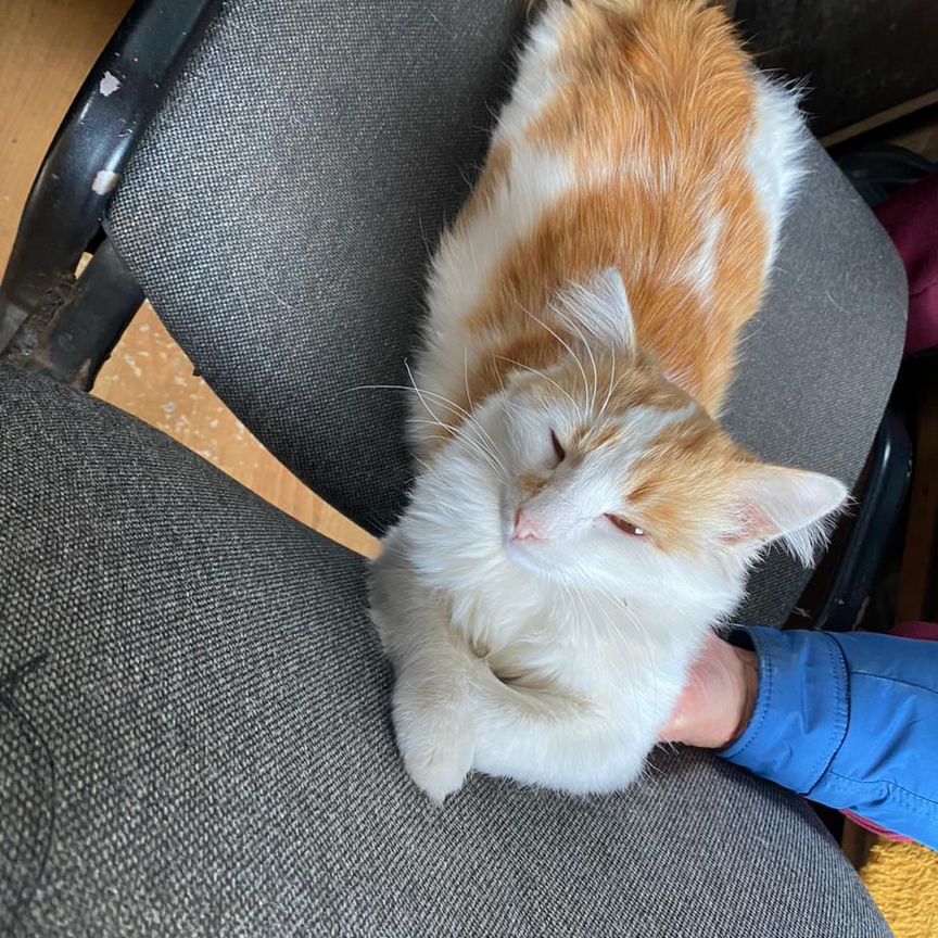Котик срочный пристрой