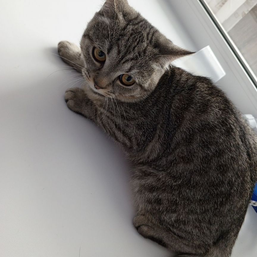 Отдам кота в добрые руки