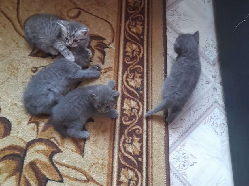 Шатланские котята прямоухие 4 девочки 2 мальчика