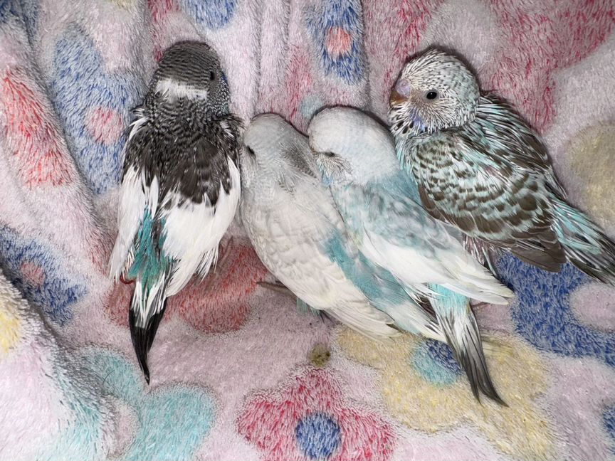 Ручные птенцы чехи выставочные волнистые попугаи