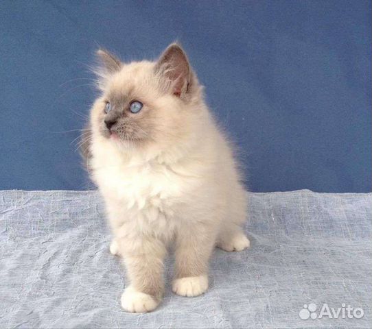 Котята Рэгдолл