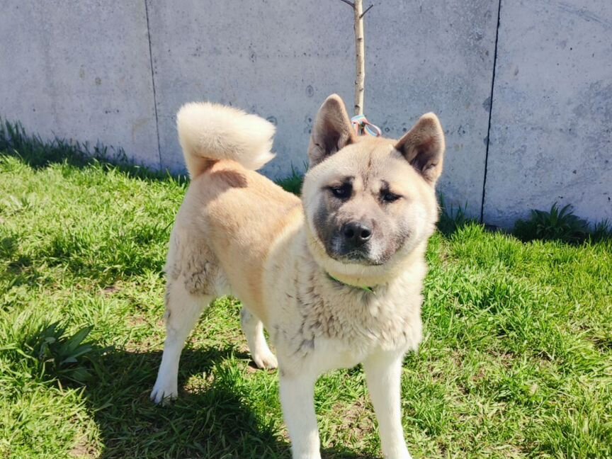 Собака в добрые руки