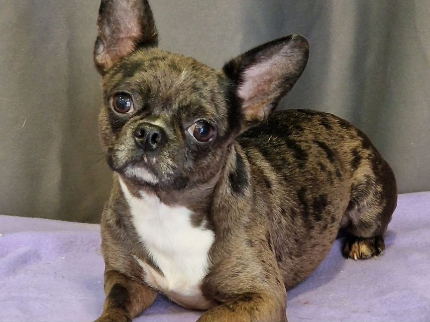 Чихуахуа девочка 2 года окрас мерль