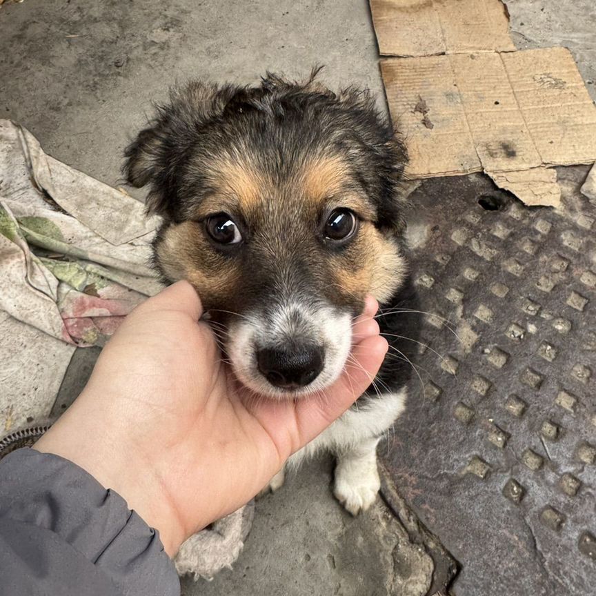 Щенок потеряшка