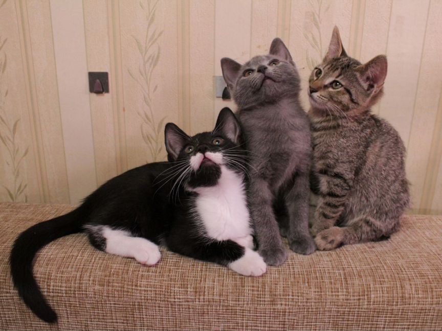 Котята в добрые руки