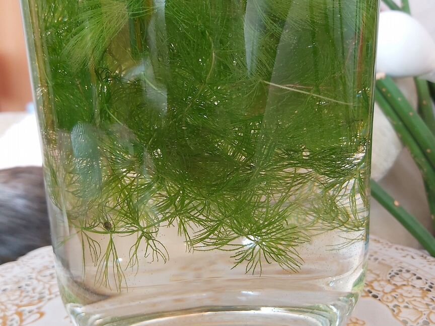 Роголистник и улитки в аквариум