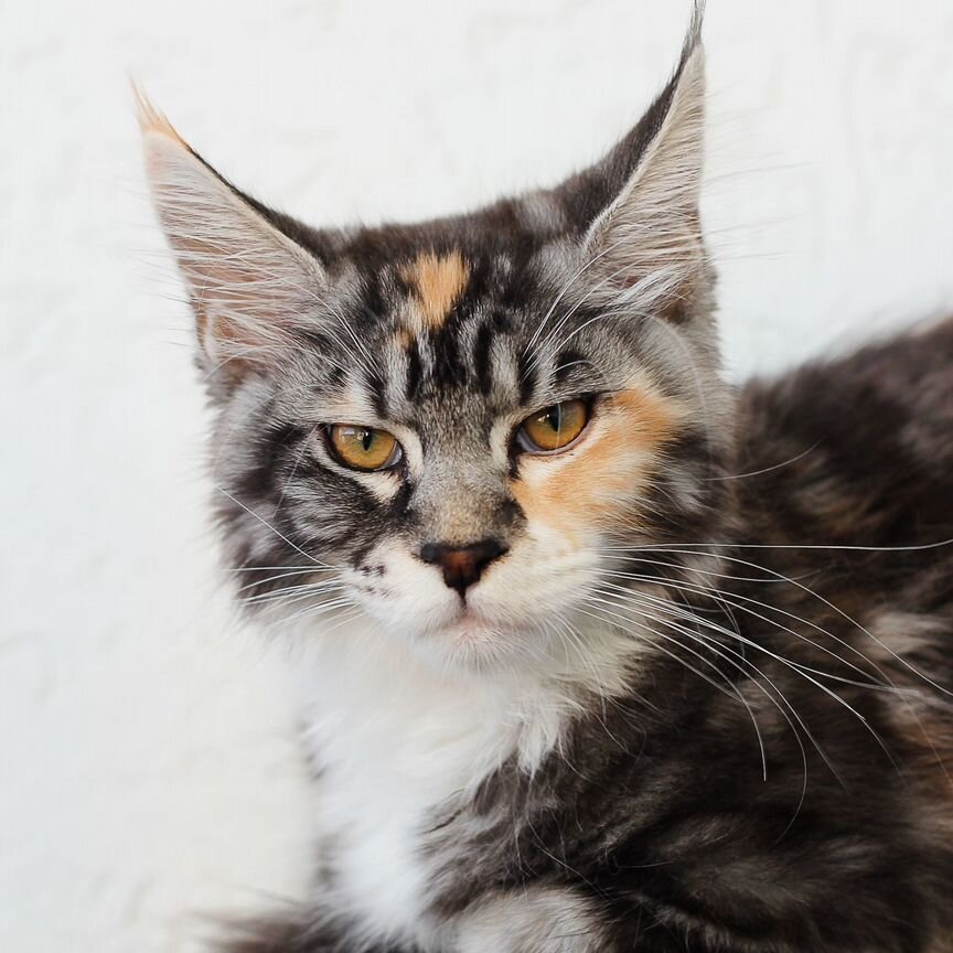 Котята мейнкуна полидакт