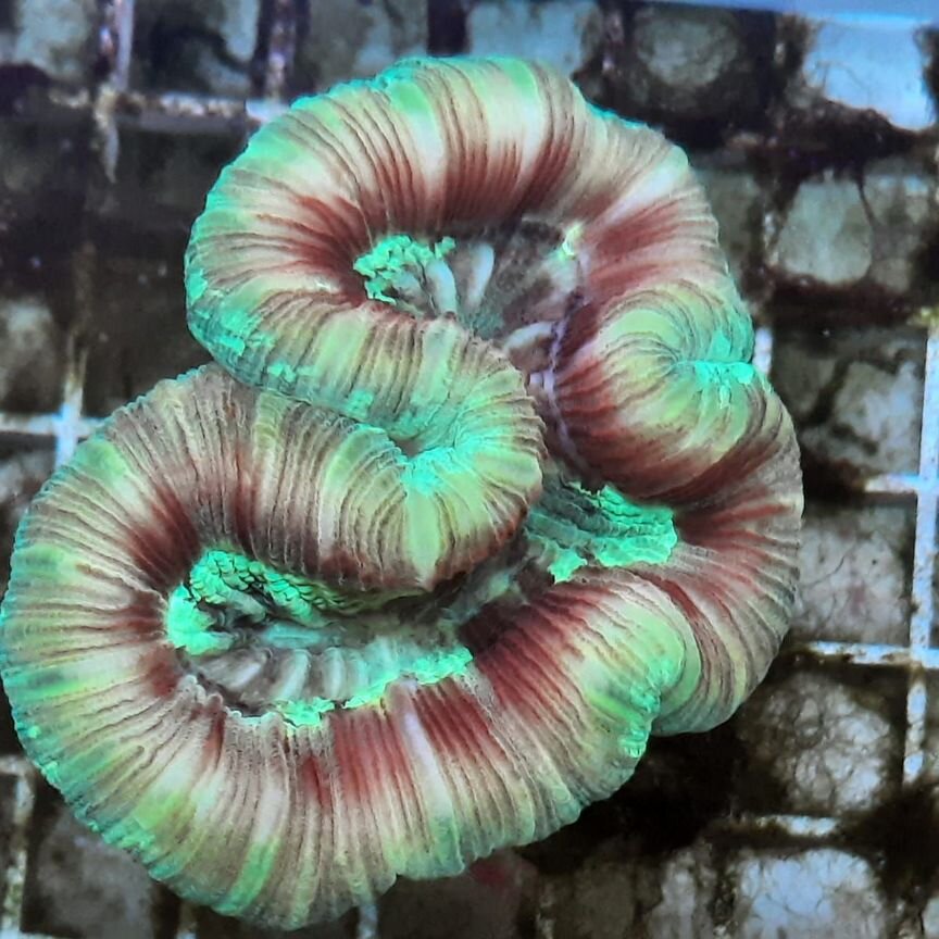 Коралл трахифилия