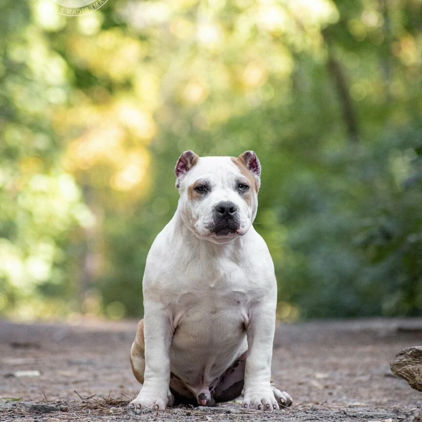 Щенок Американский булли